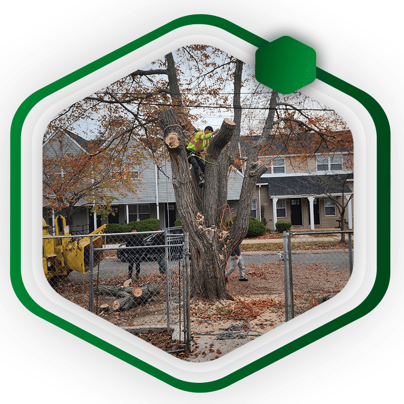 W & G Usa tree experts LLC - Home